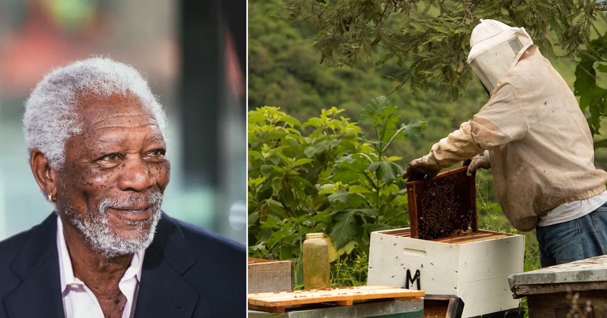 Inside Morgan Freeman’s 124-Acre Bee Sanctuary: Actor Feeds Bees ...